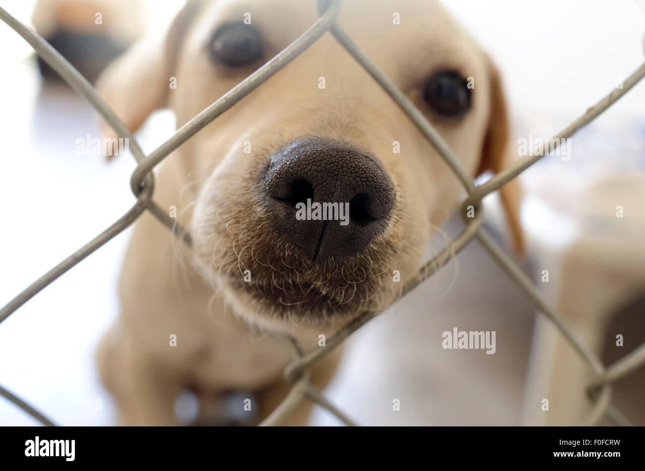 Curious dog nose fence is acute dog poking his nose through the hole in ...