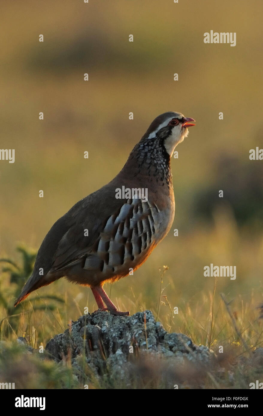 Red legged partridge (Alectoris rufa) on small rock calling, La Serena ...
