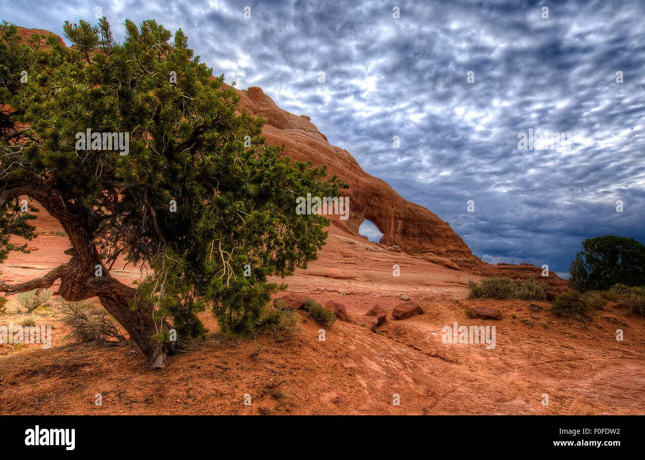 Scrubby desert hi-res stock photography and images - Alamy