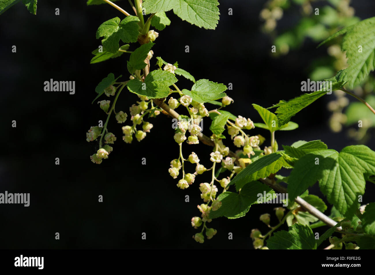 Black currant flowers hi-res stock photography and images - Alamy