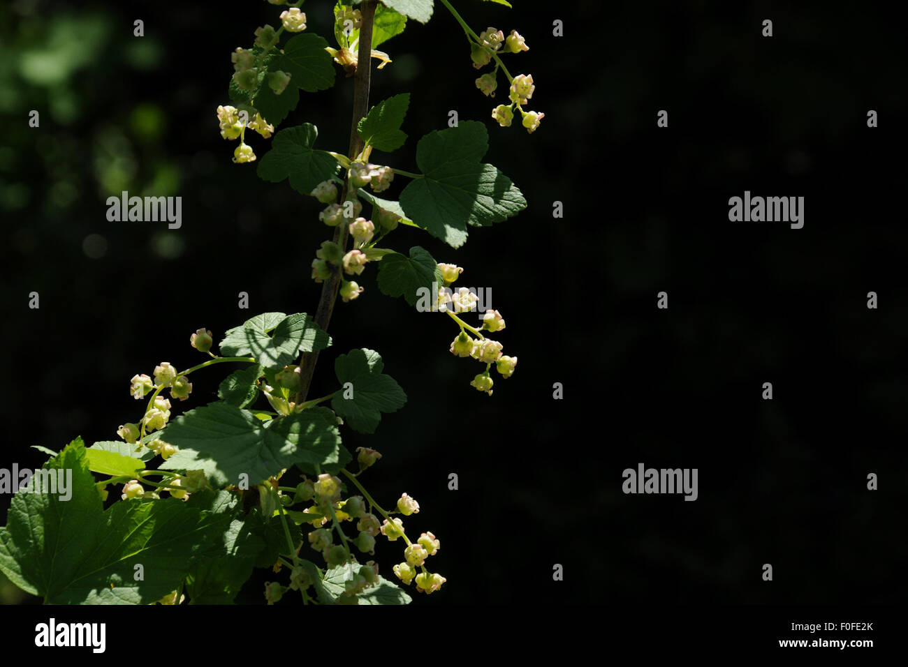 Black currant flowers hi-res stock photography and images - Alamy