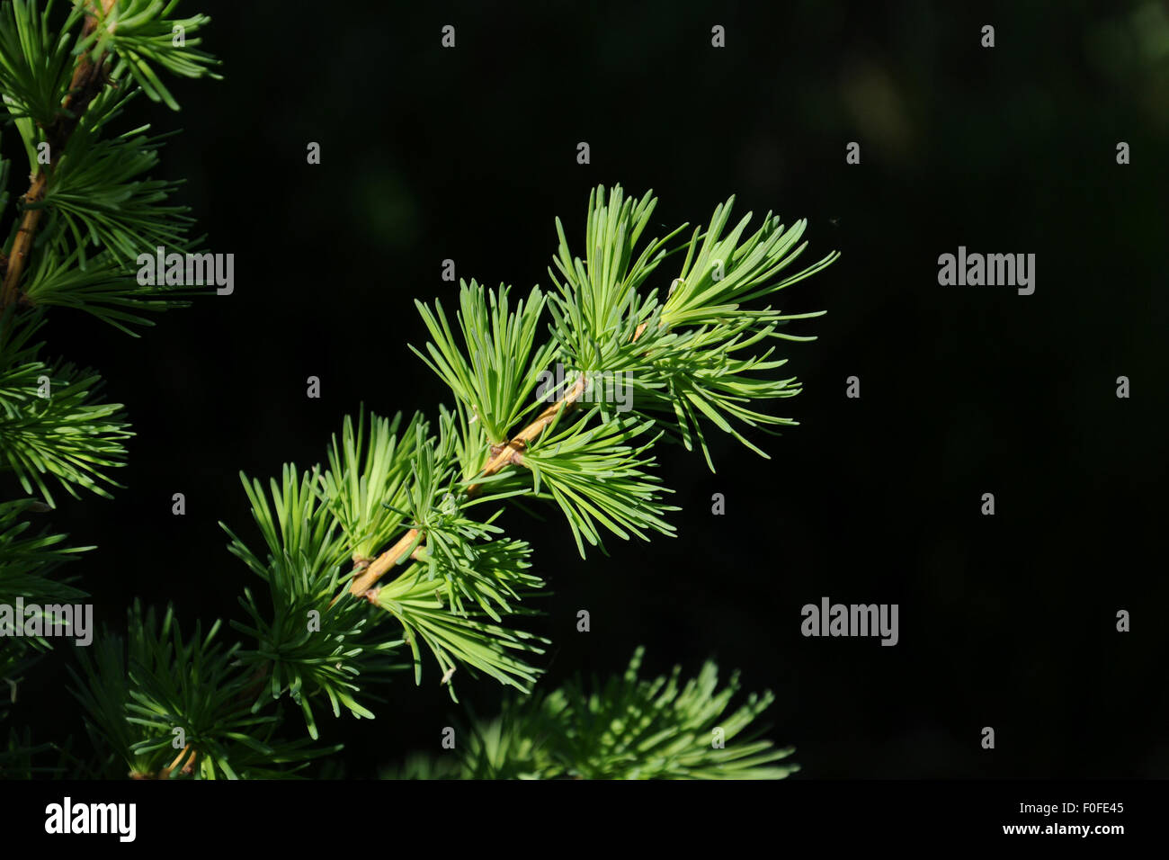 Larch tree branch in spring. Dark blurred background Stock Photo - Alamy