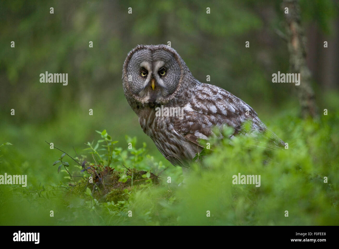 Owl on ground hi-res stock photography and images - Alamy