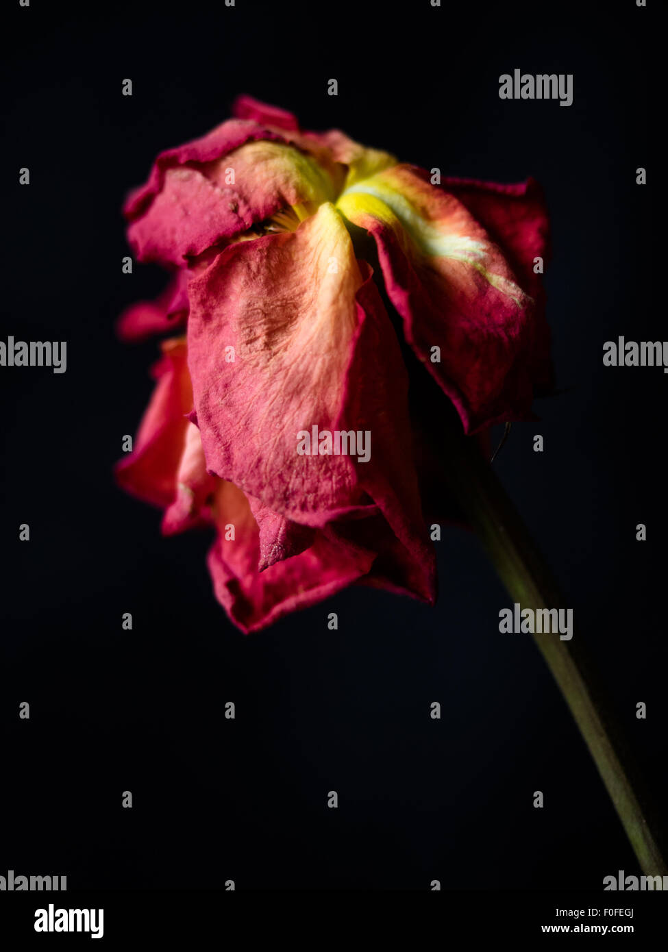 Dying wilted rose Stock Photo - Alamy