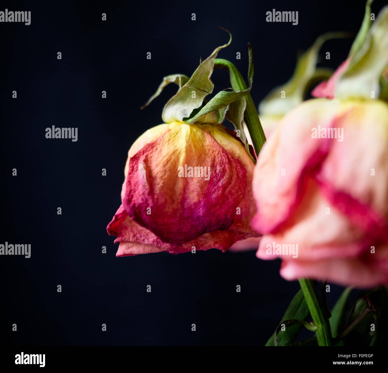 Dying wilting roses Stock Photo - Alamy