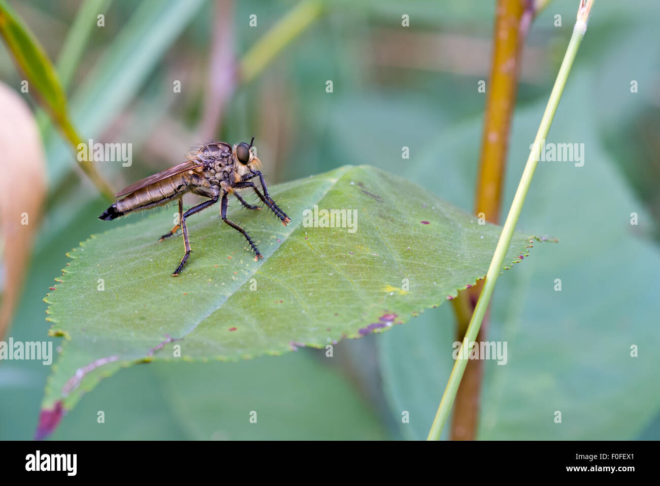Very large fly hi-res stock photography and images - Alamy