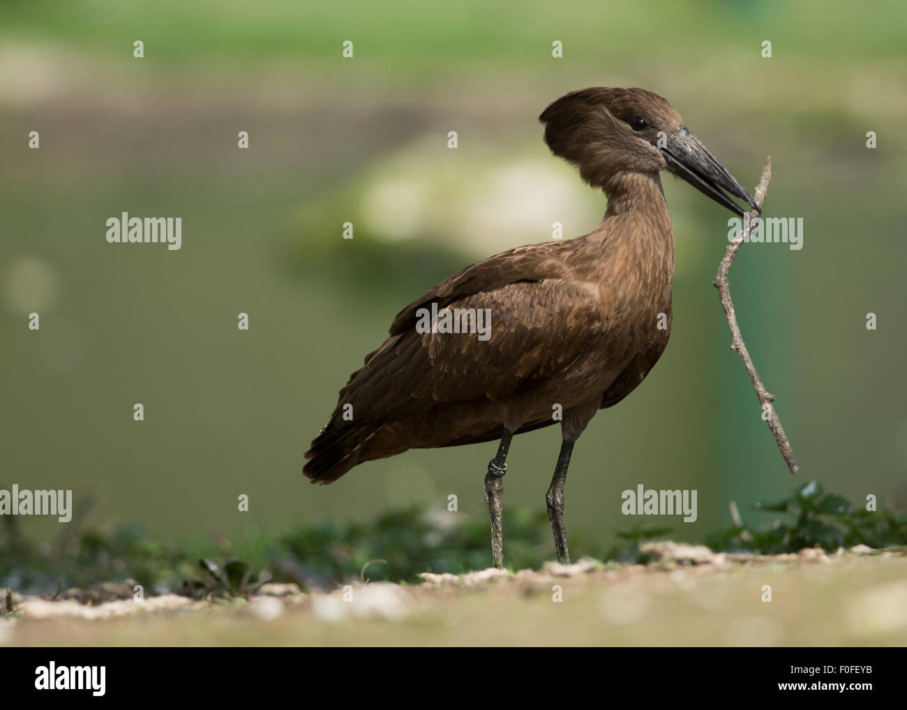 Hamerkop hammerhead scopus umbretta bird hi-res stock photography and ...