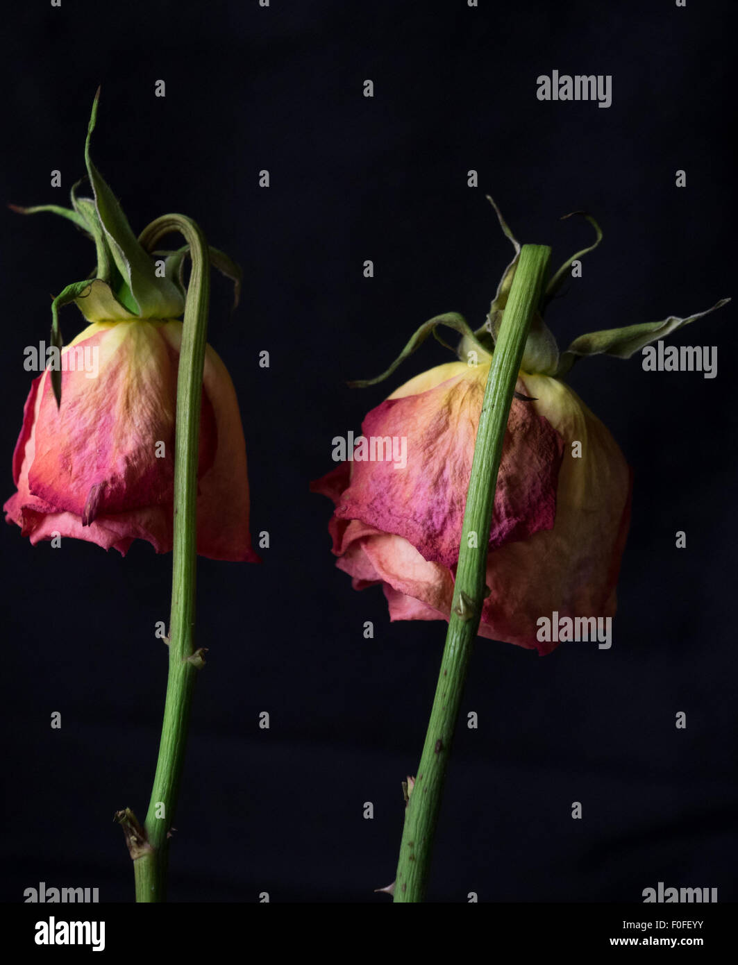 Dying wilting roses Stock Photo - Alamy