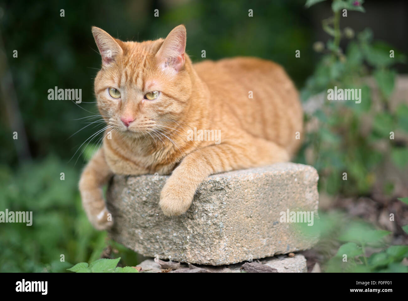 Orange Cats In Things