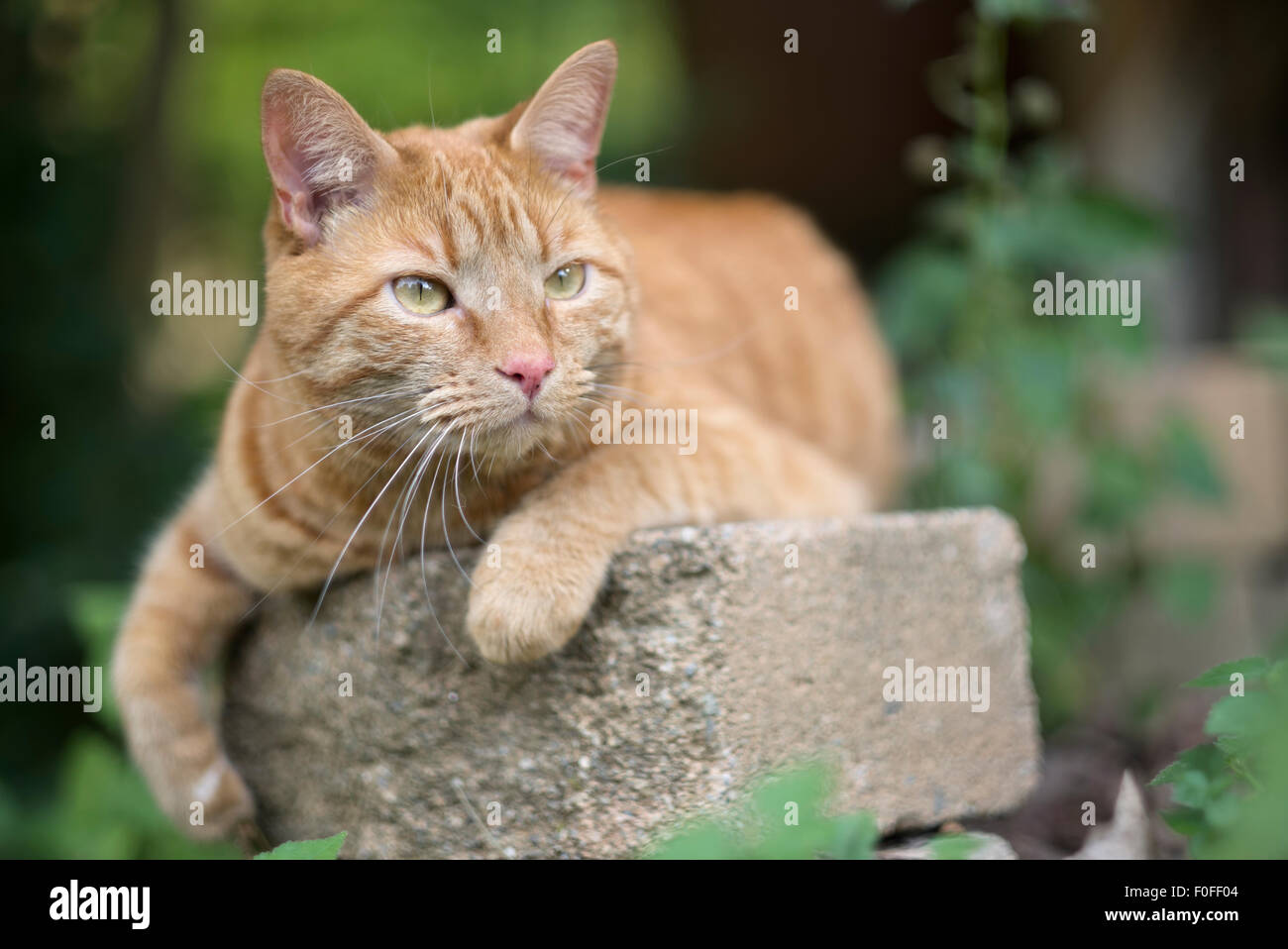 Orange tabby cat lying down outdoors watching things Stock Photo - Alamy
