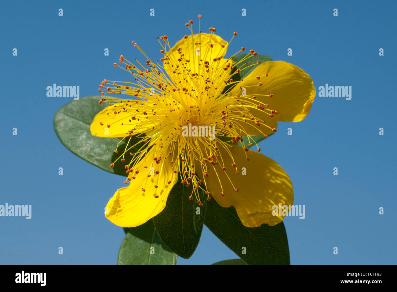 Dwarf hypericum hi-res stock photography and images - Alamy