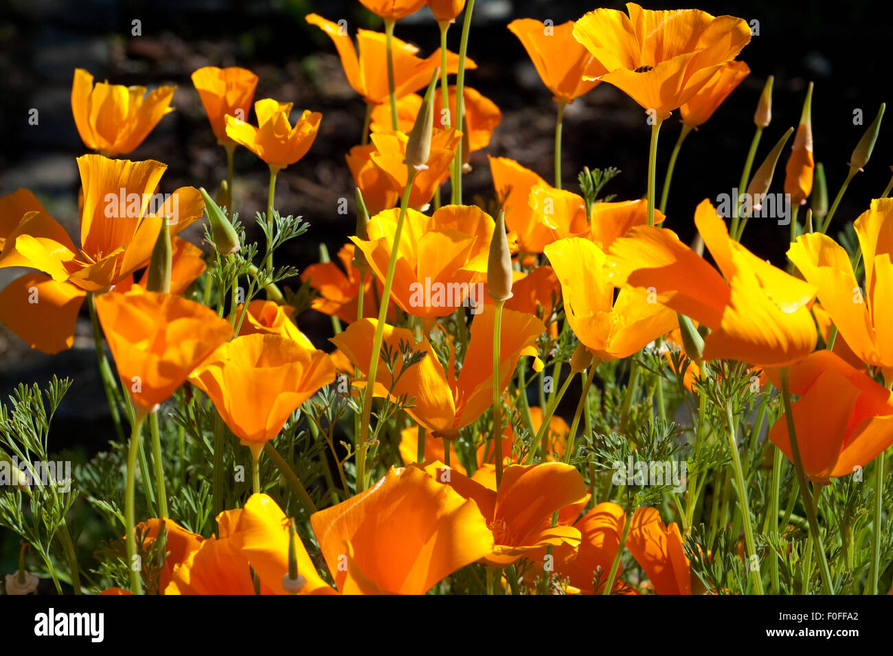 Kappen mohn hi-res stock photography and images - Alamy