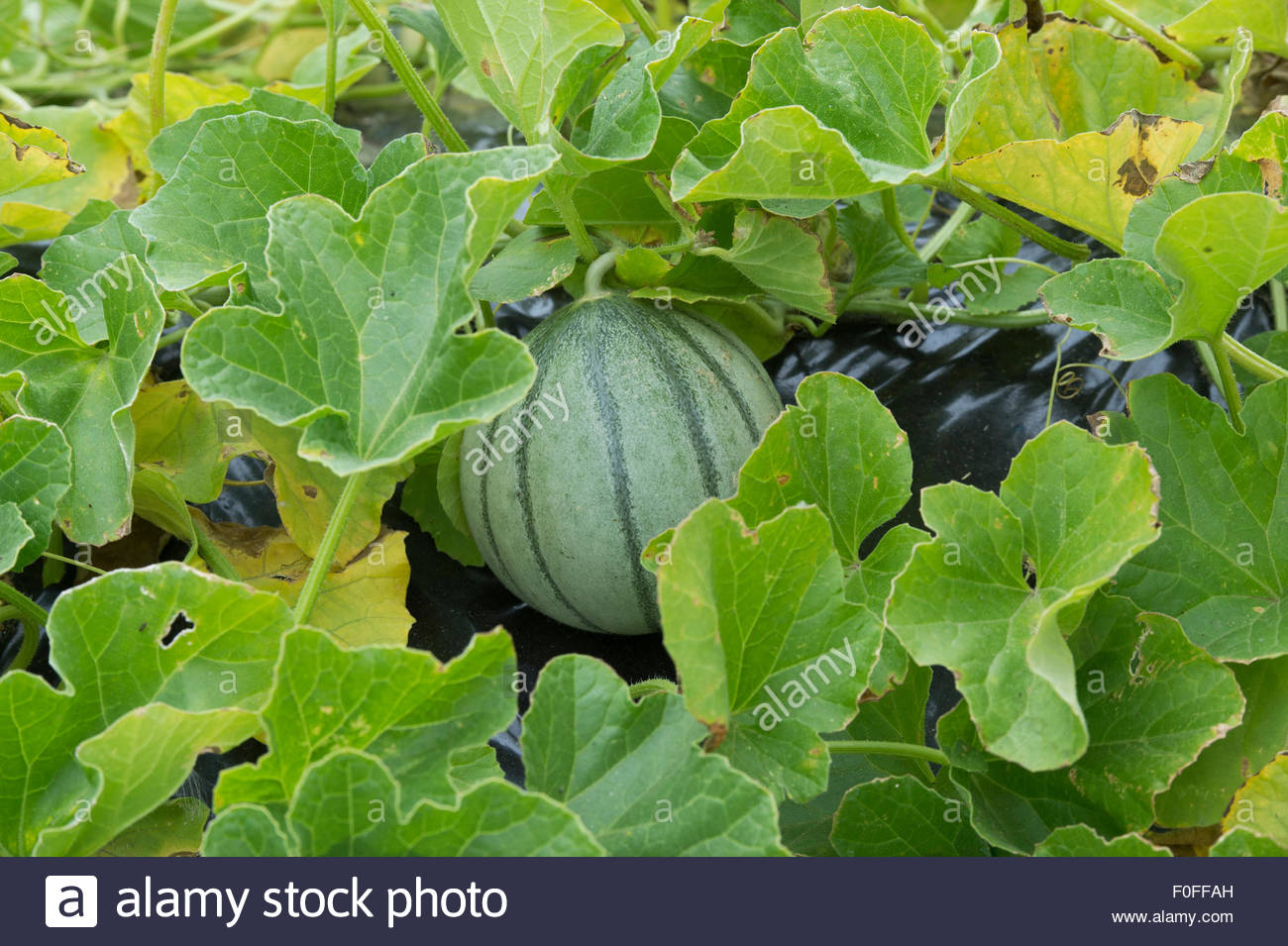 Cucumis Melo Stock Photos & Cucumis Melo Stock Images - Alamy