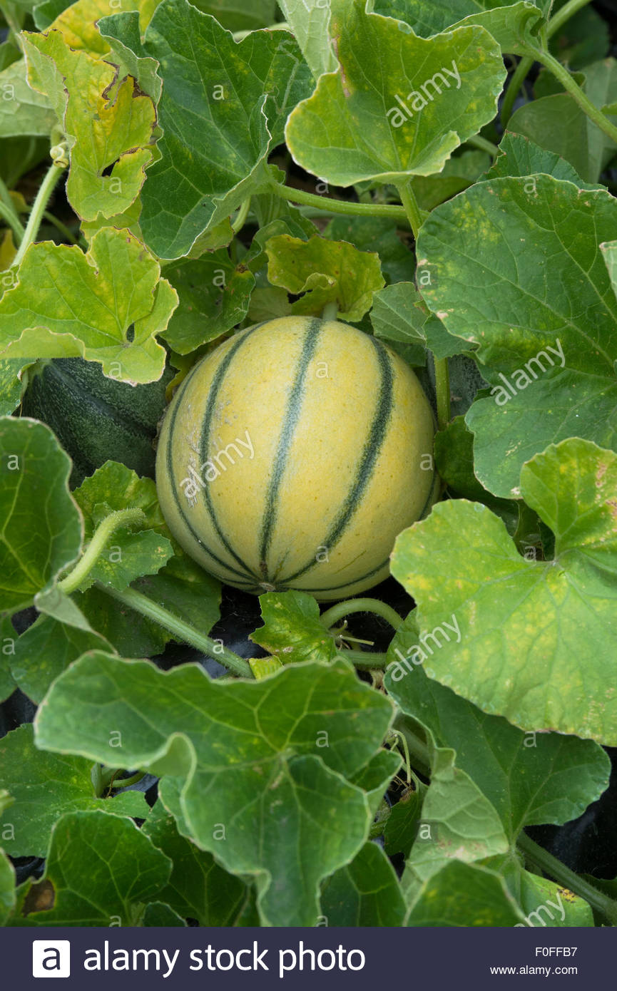 Cucumis Melo Stock Photos & Cucumis Melo Stock Images - Alamy