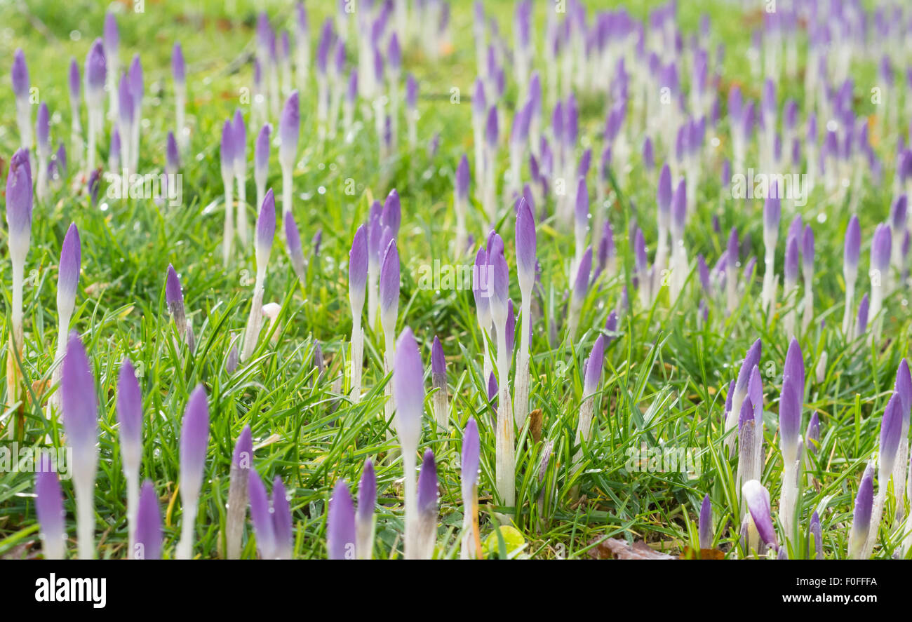 Carpet of purple spring crocus buds, United Kingdom Stock Photo - Alamy
