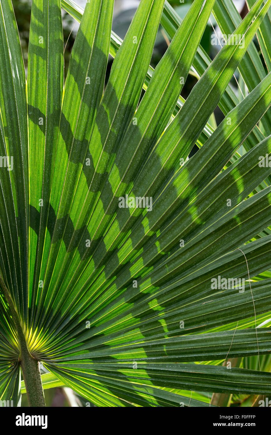 Palmetto Fronds Stock Photos & Palmetto Fronds Stock Images - Alamy