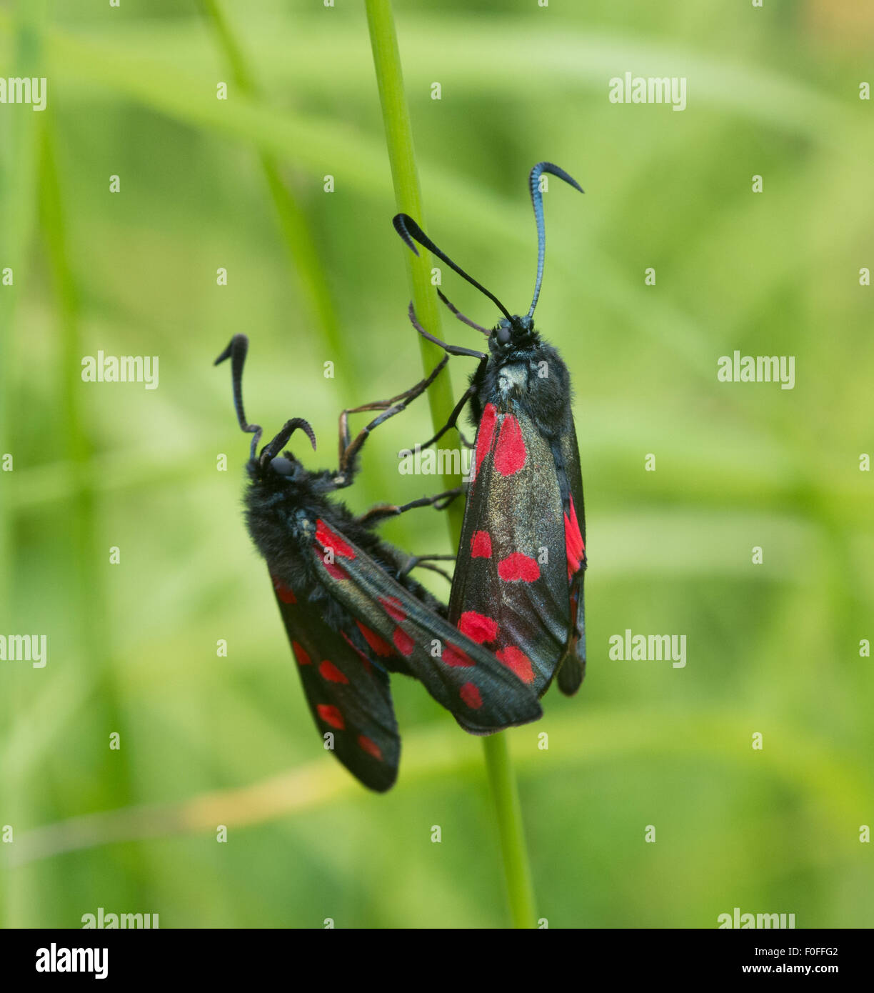 Colourful british moths hi-res stock photography and images - Alamy