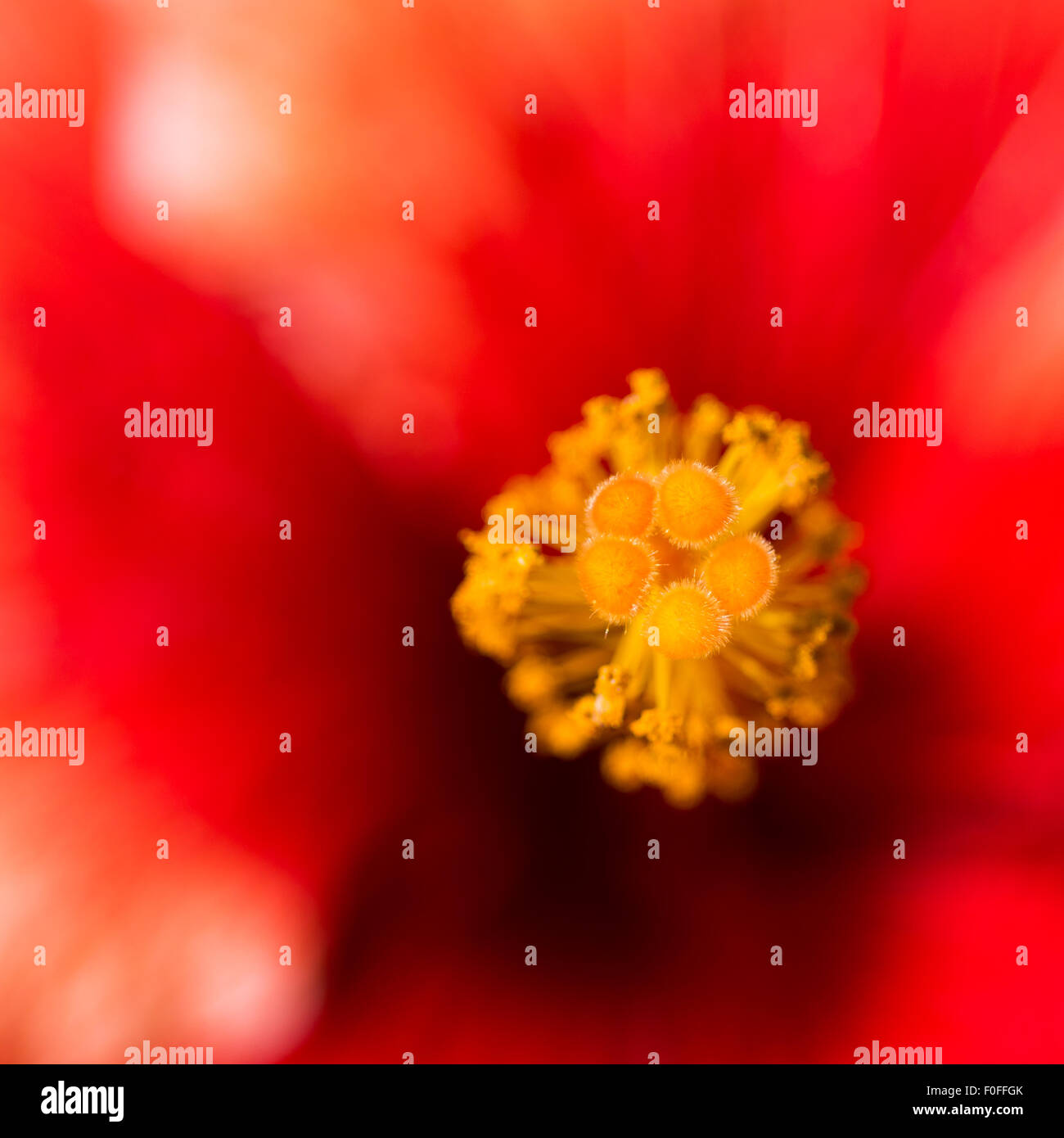 Red stamen botany hi-res stock photography and images - Alamy