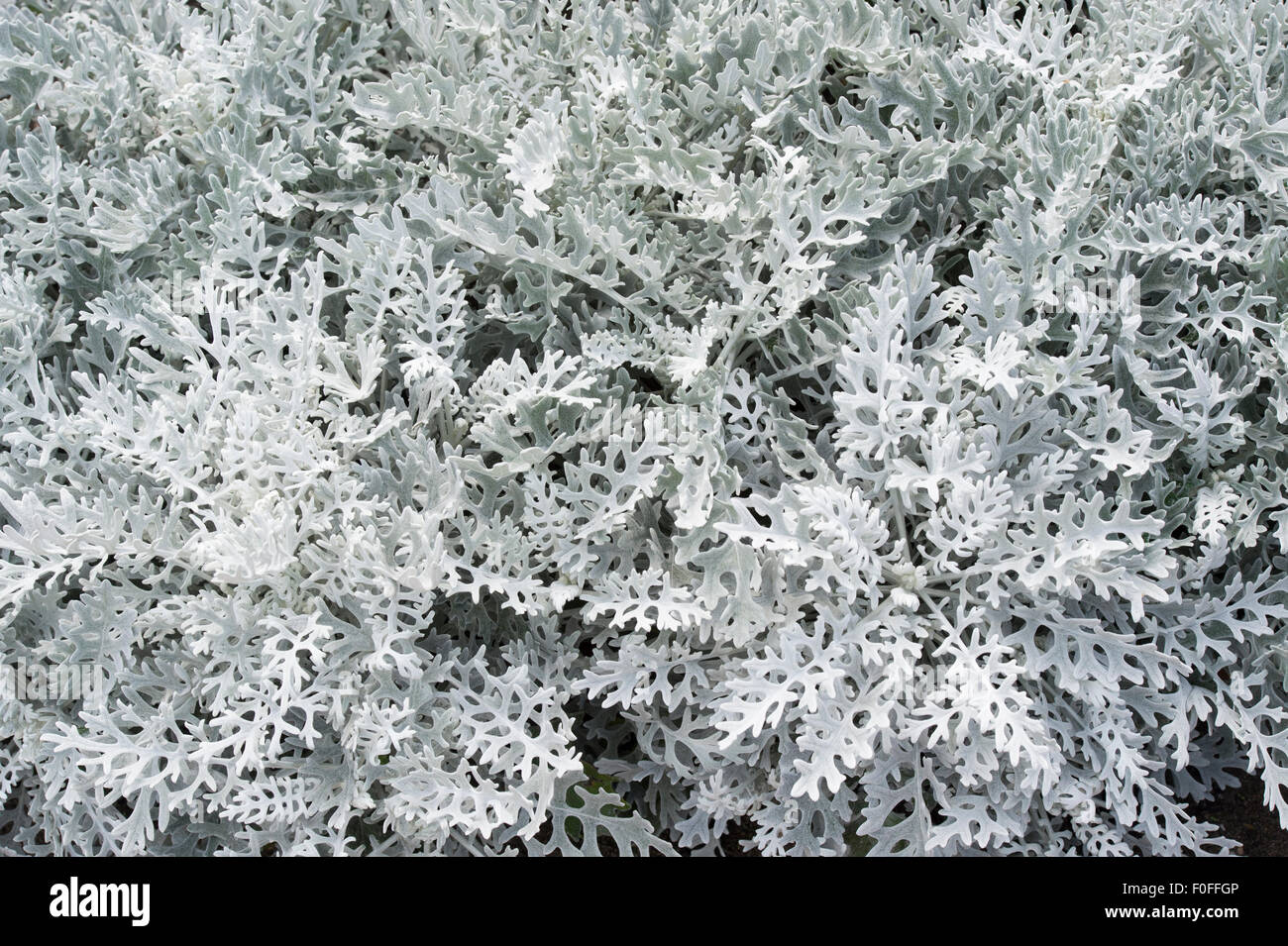 Senecio cineraria 'Silver Dust'. Silver ragwort 'Silver Dust' Stock ...