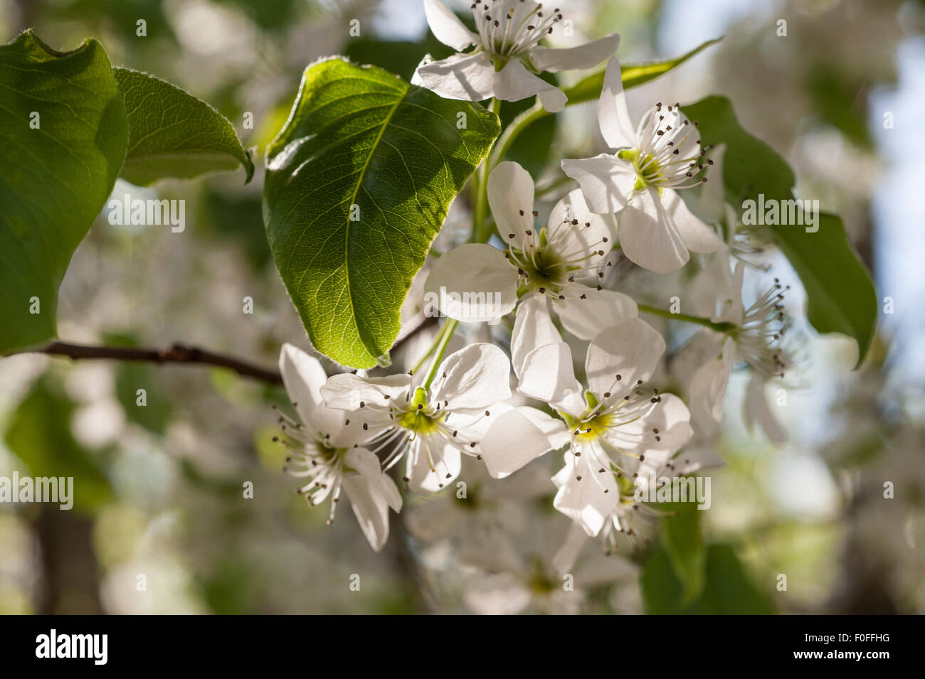 Bradford pear hi-res stock photography and images - Alamy