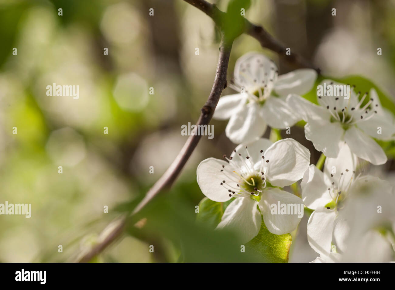 Blooming bradford pear tree hi-res stock photography and images - Alamy