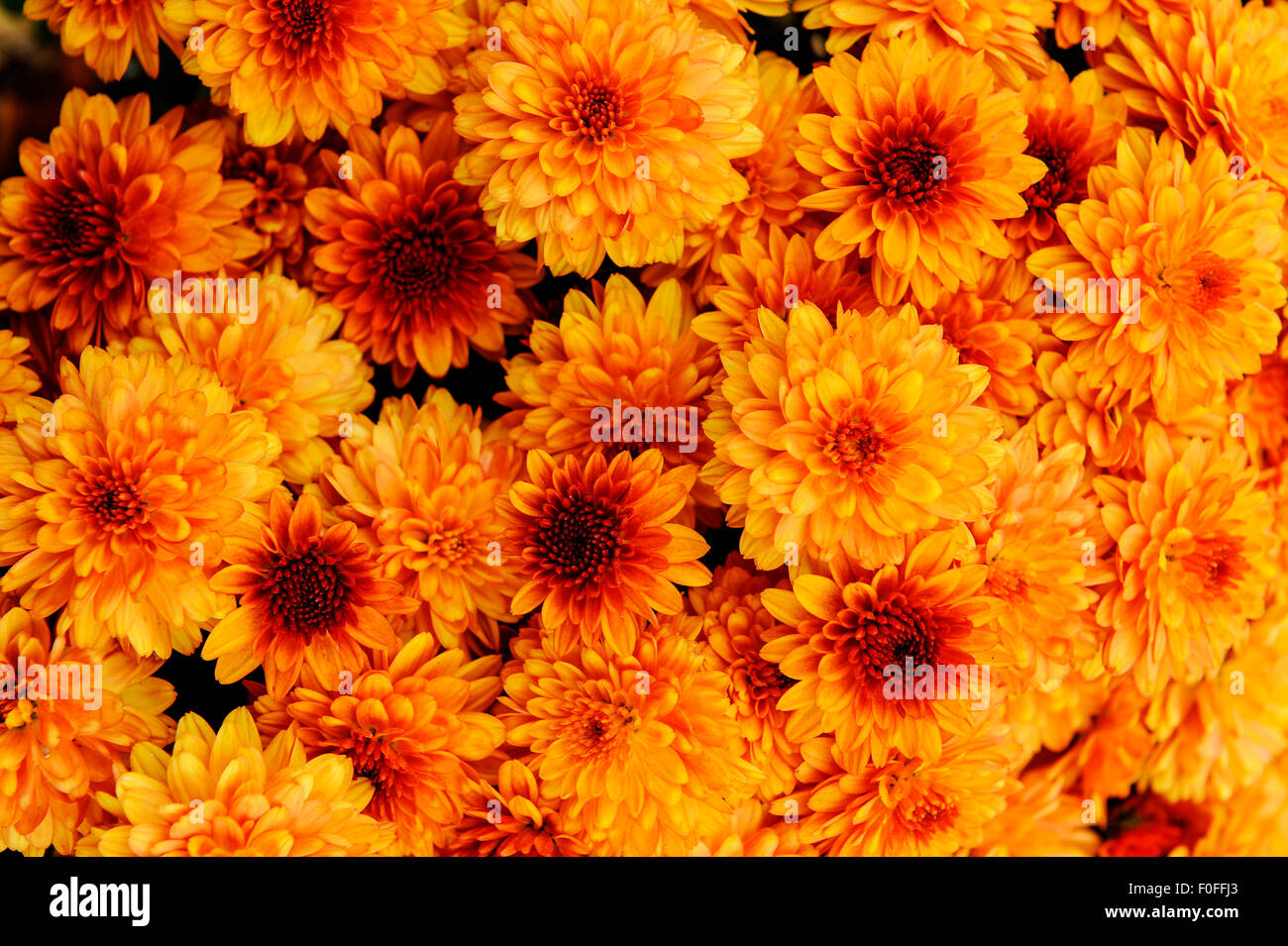 Orange mums blooming in the fall Stock Photo - Alamy