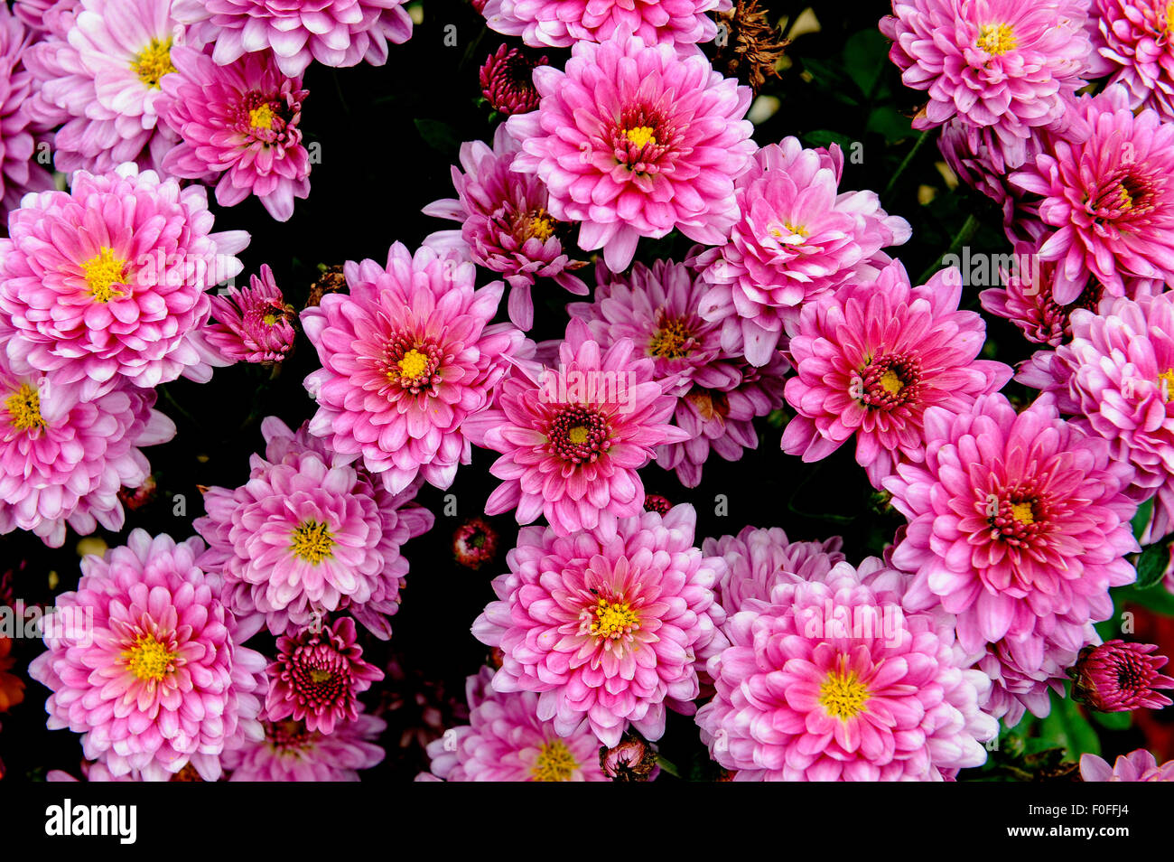 Fall flower hi-res stock photography and images - Alamy