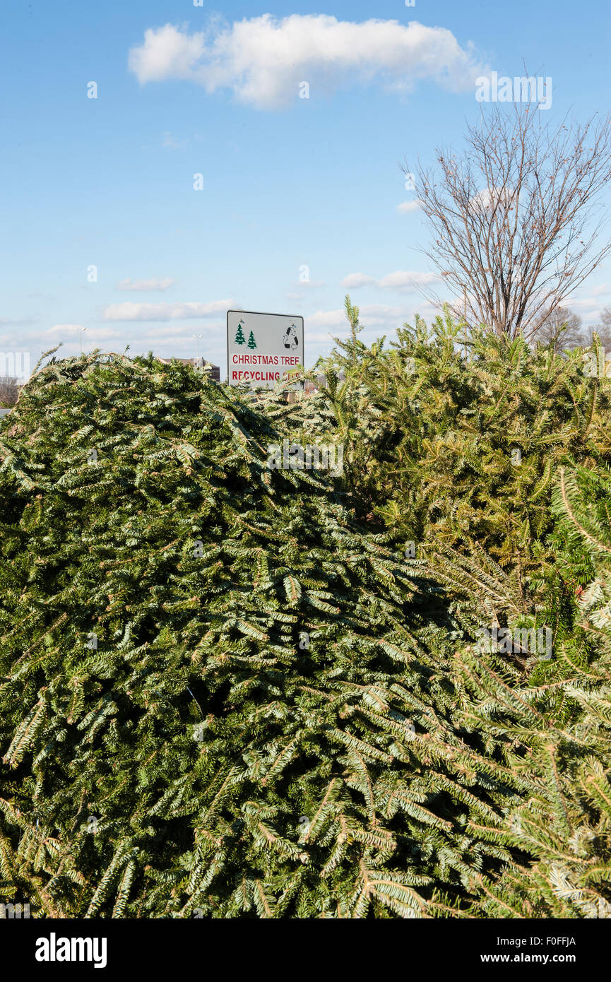 Disposed Christmas trees for recycling Stock Photo - Alamy