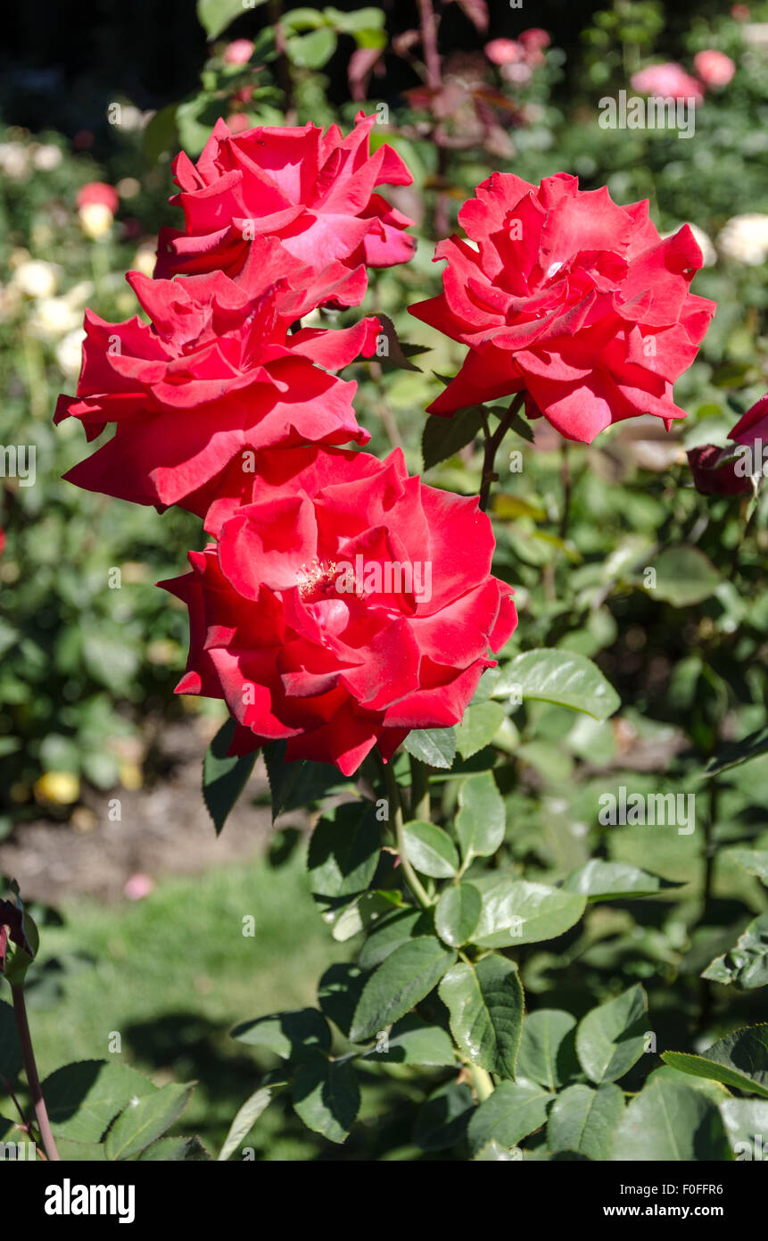 Roses from Portland's famous International Rose Test Garden in ...