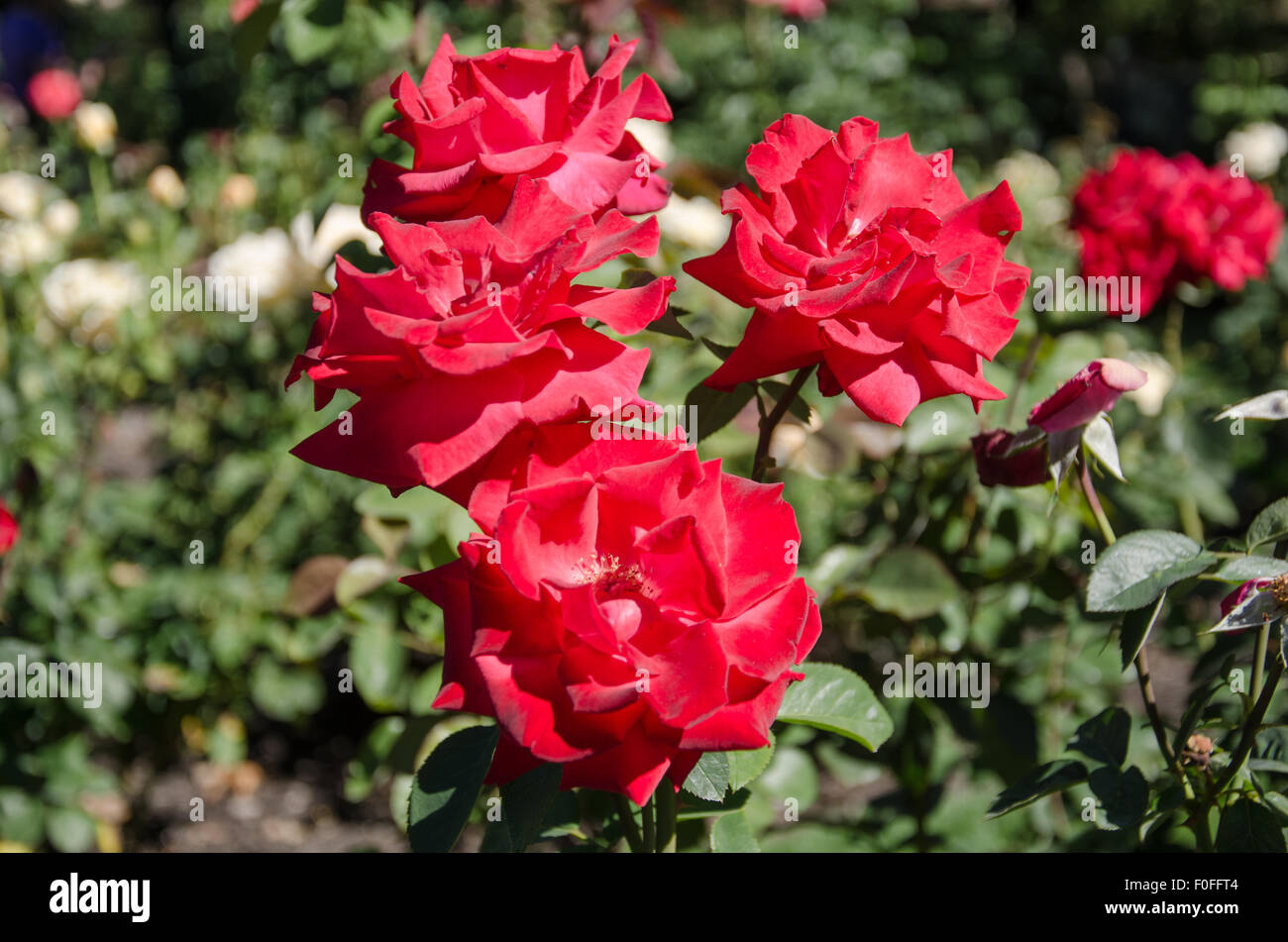 Roses from Portland's famous International Rose Test Garden in ...