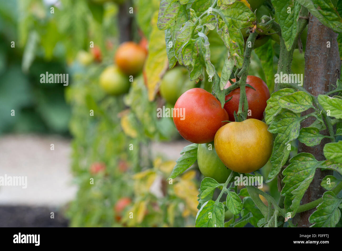 Tomato orkado hi-res stock photography and images - Alamy