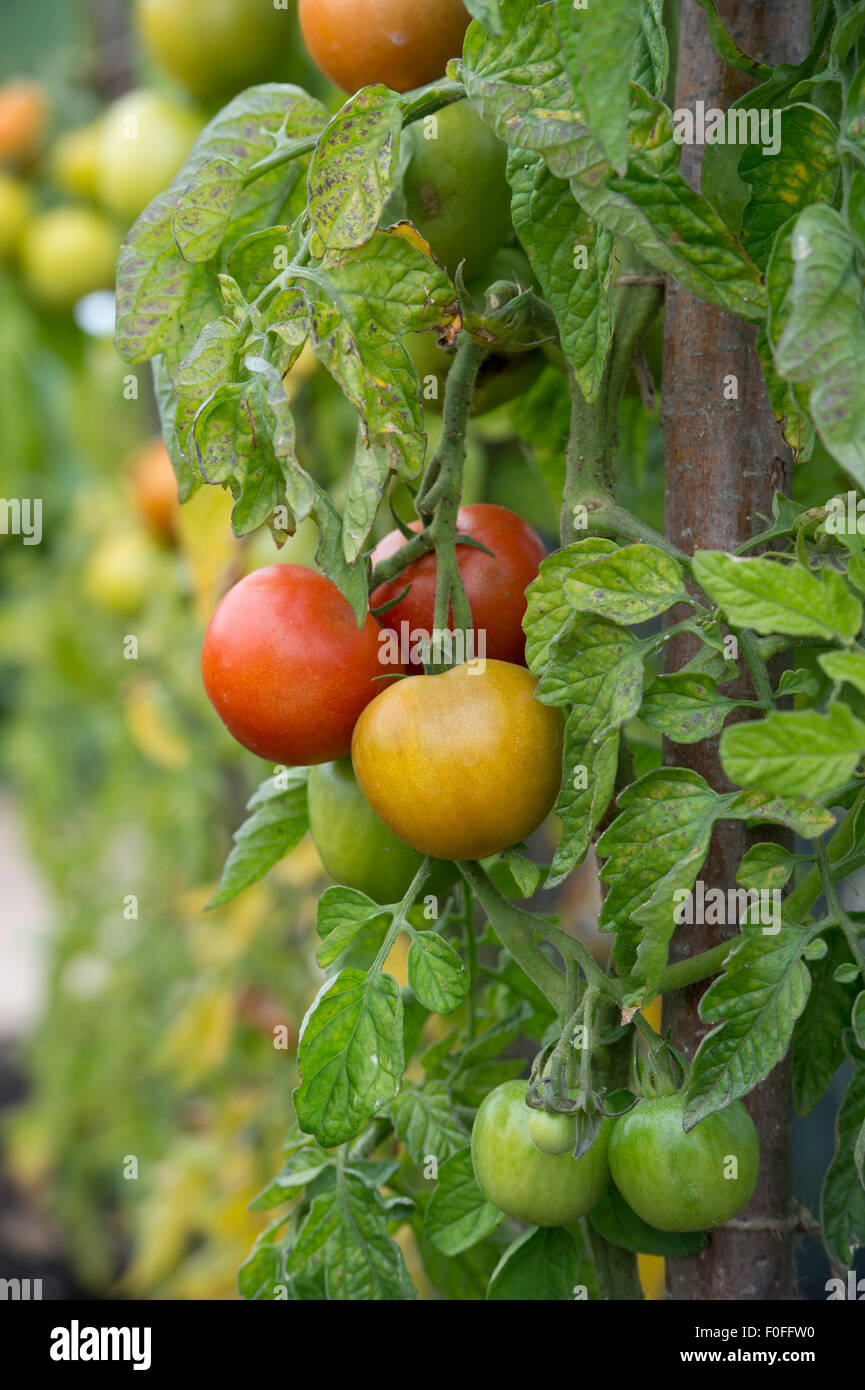 Tomato orkado hi-res stock photography and images - Alamy