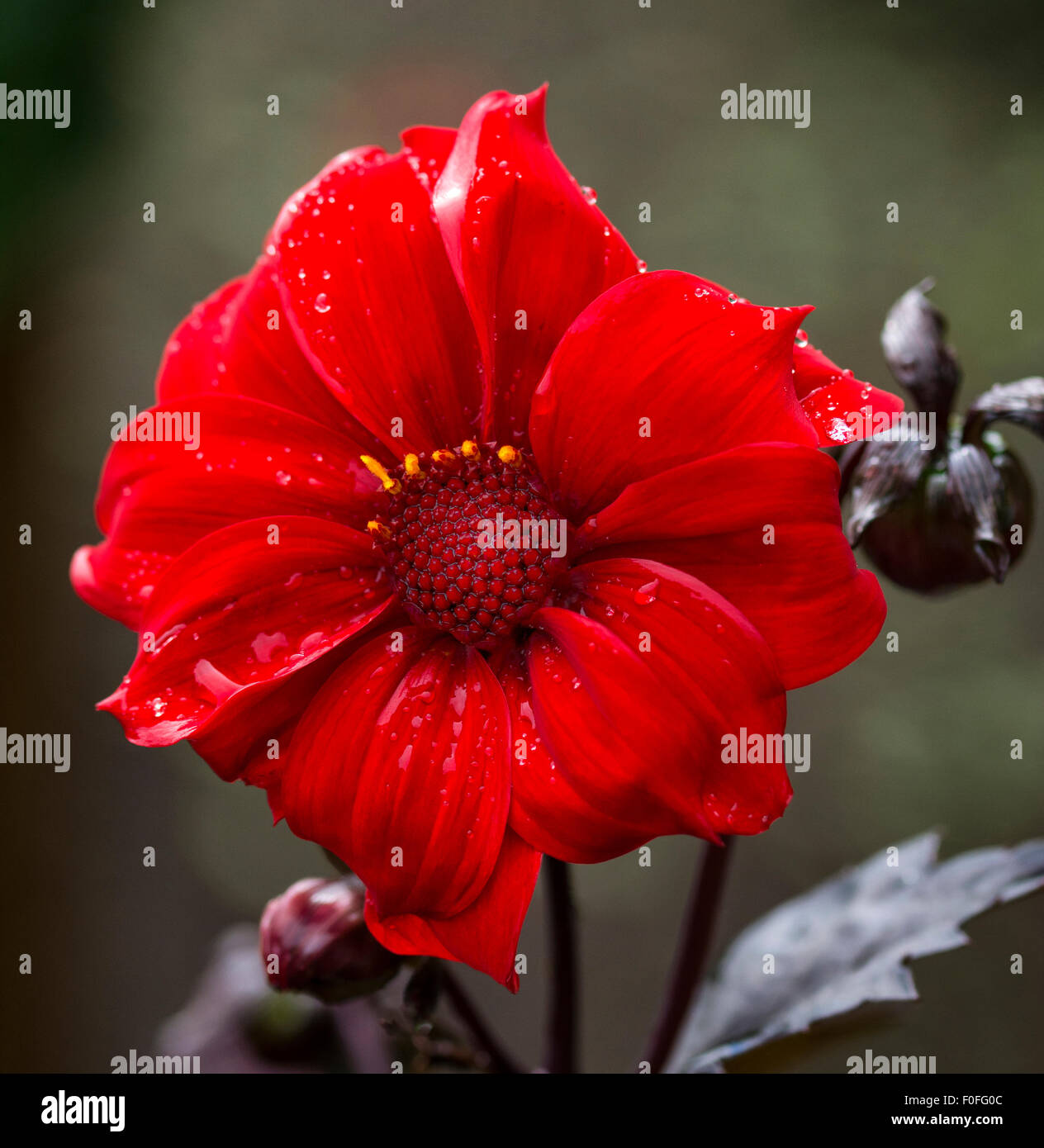 Red Cosmos Flower Stock Photo - Alamy
