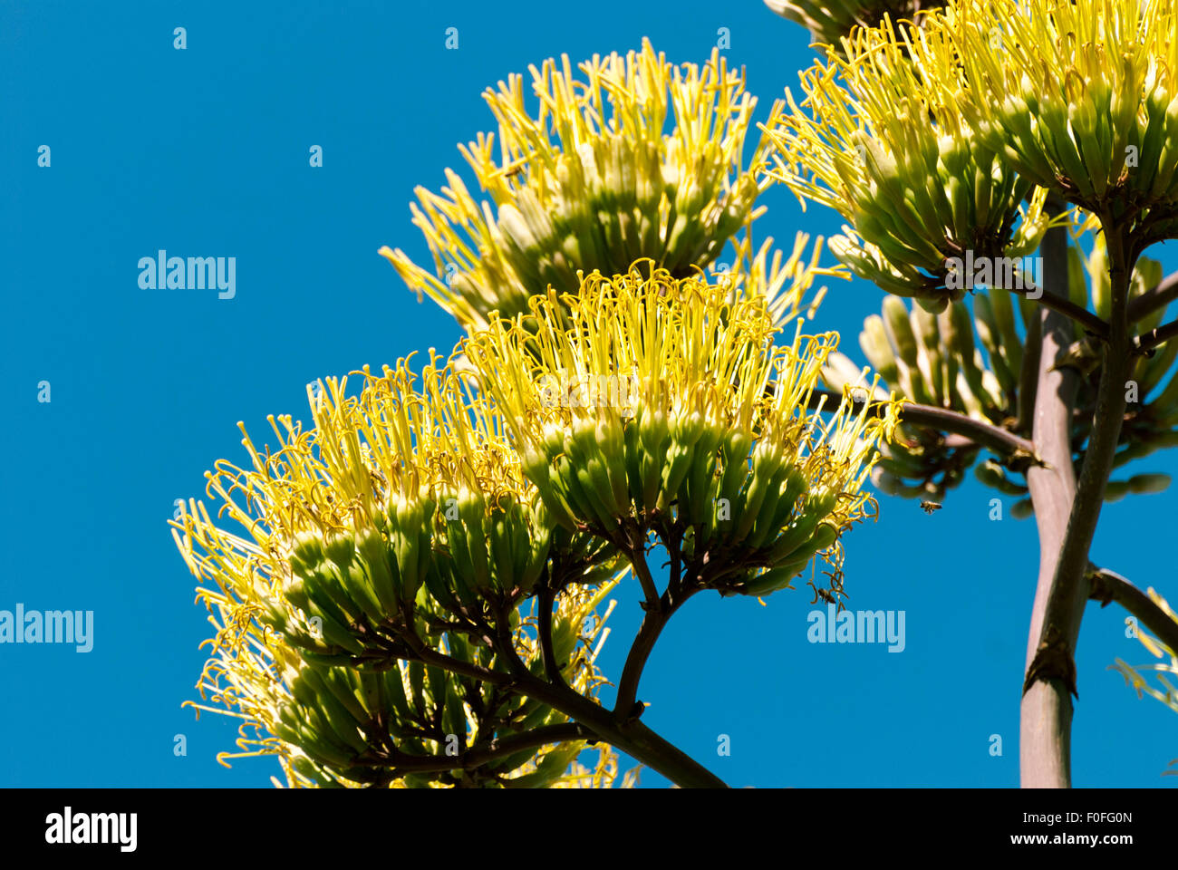 Flowers Agave angustifolia closeup on blue sky background Stock Photo ...