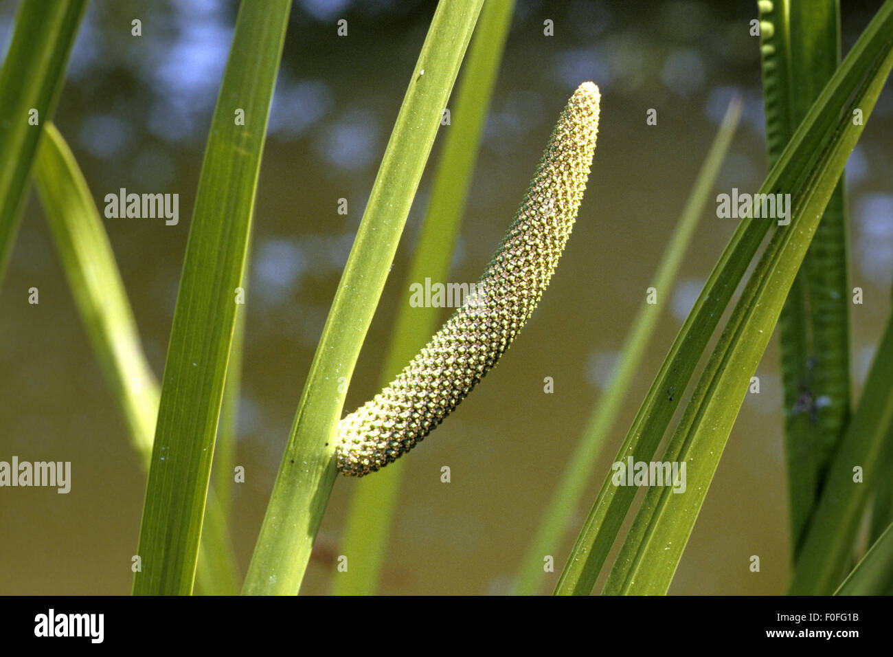 Kalmus hi-res stock photography and images - Alamy
