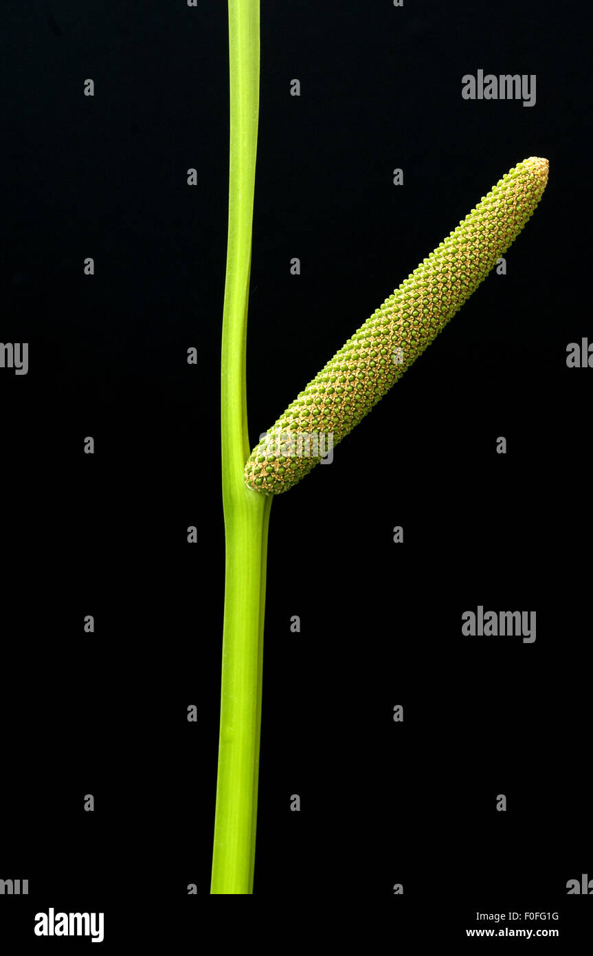 Kalmus, Acorus calamus Stock Photo - Alamy