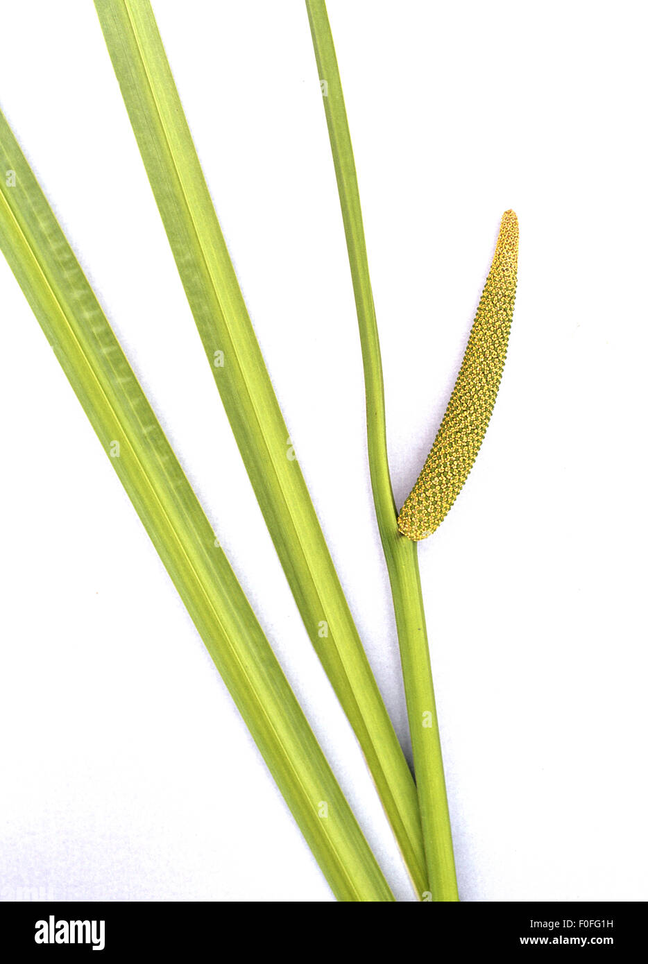 Kalmus, Acorus calamus Stock Photo - Alamy