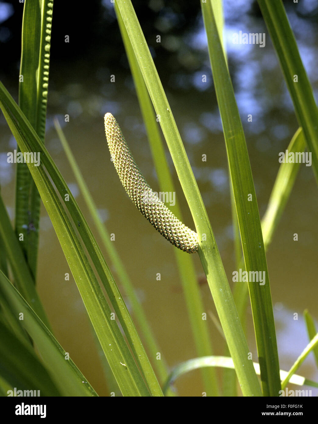 Acorus calamus tea hi-res stock photography and images - Alamy
