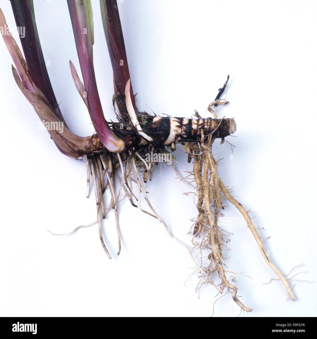 Kalmus, Acorus calamus, Wurzel Stock Photo - Alamy