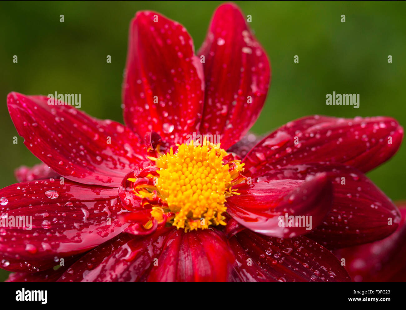 Red cosmos hi-res stock photography and images - Alamy
