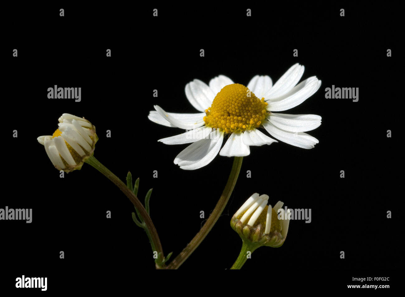 Kamille; Chamomilla recutita Stock Photo - Alamy