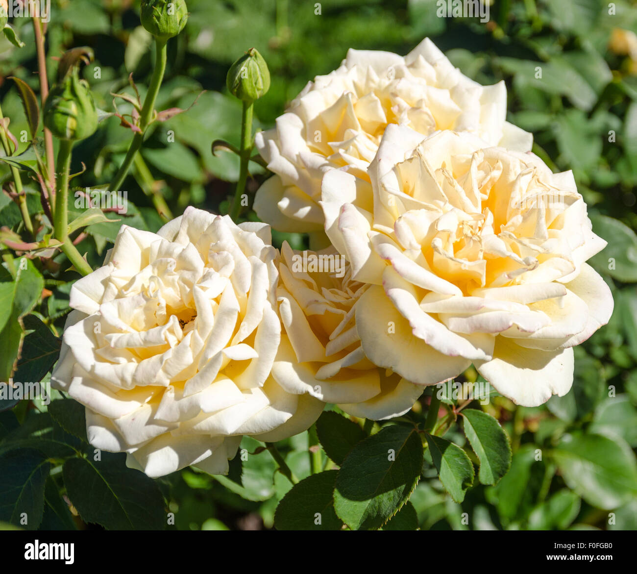 Roses from Portland's famous International Rose Test Garden in ...