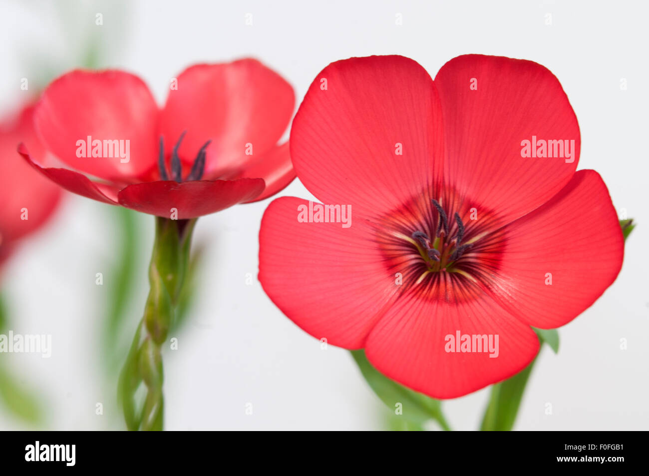 Linum grandiflorum hi-res stock photography and images - Alamy