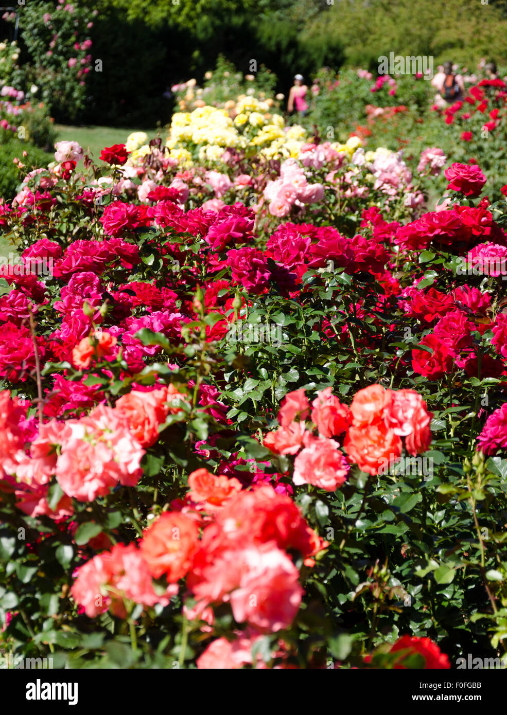 Roses from Portland's famous International Rose Test Garden in ...
