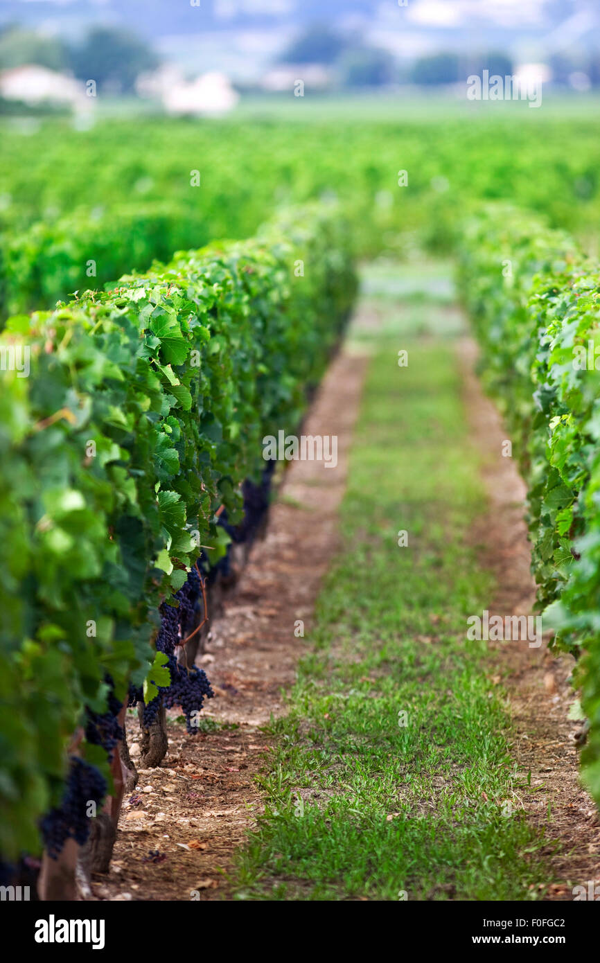 Grapes in vineyards of Saint-Emilion, near Bordeaux, France Stock Photo ...