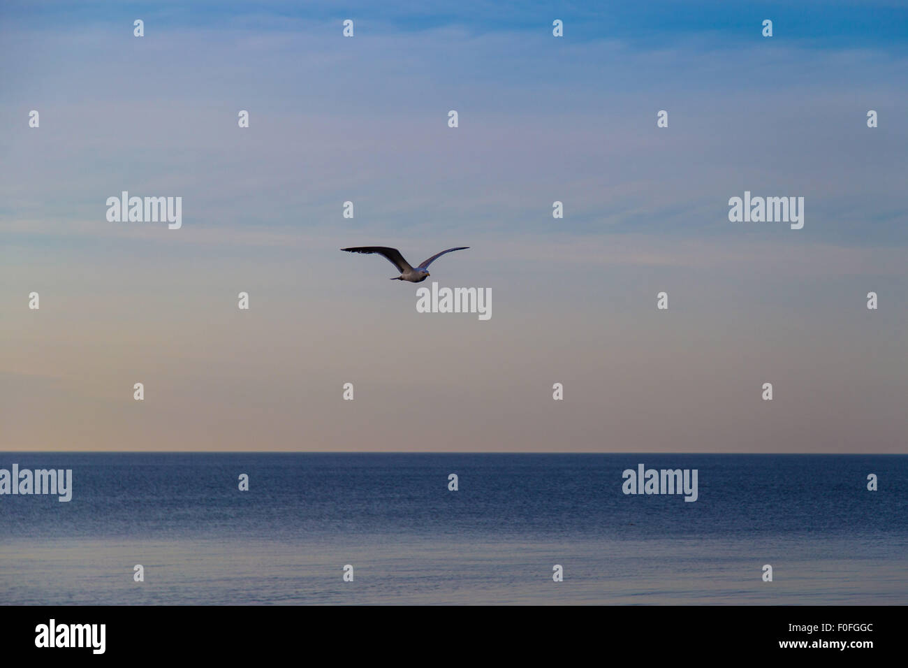 Seagull flying over sea at dawn in Trapani Stock Photo - Alamy