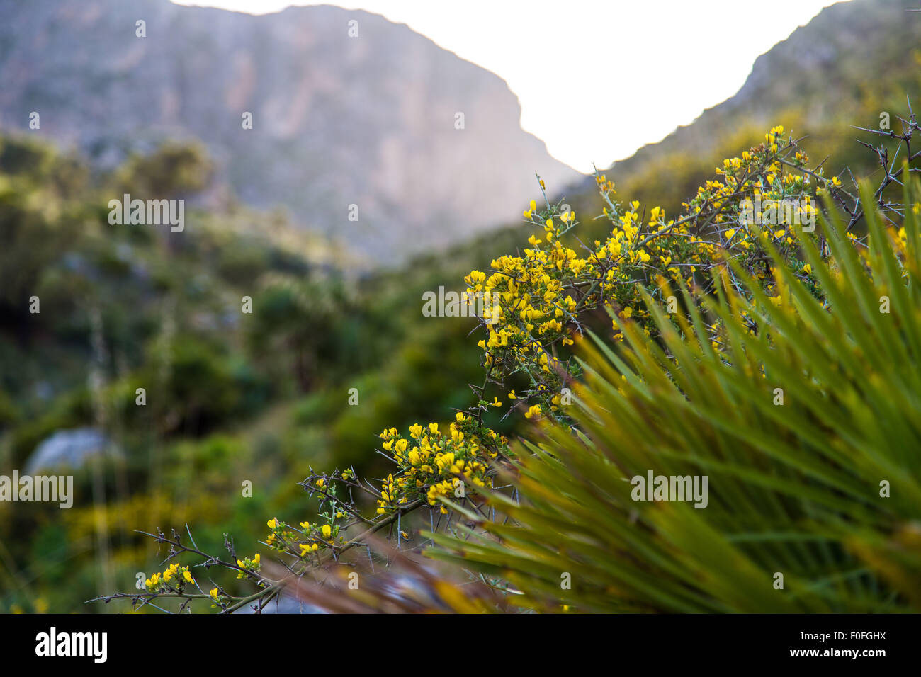 Sicily flower hi-res stock photography and images - Alamy
