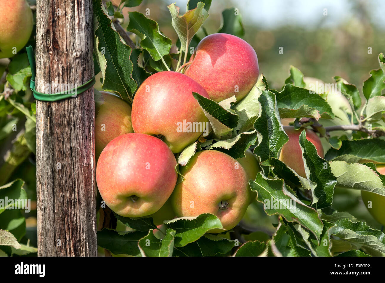 Apple tree support hi-res stock photography and images - Alamy