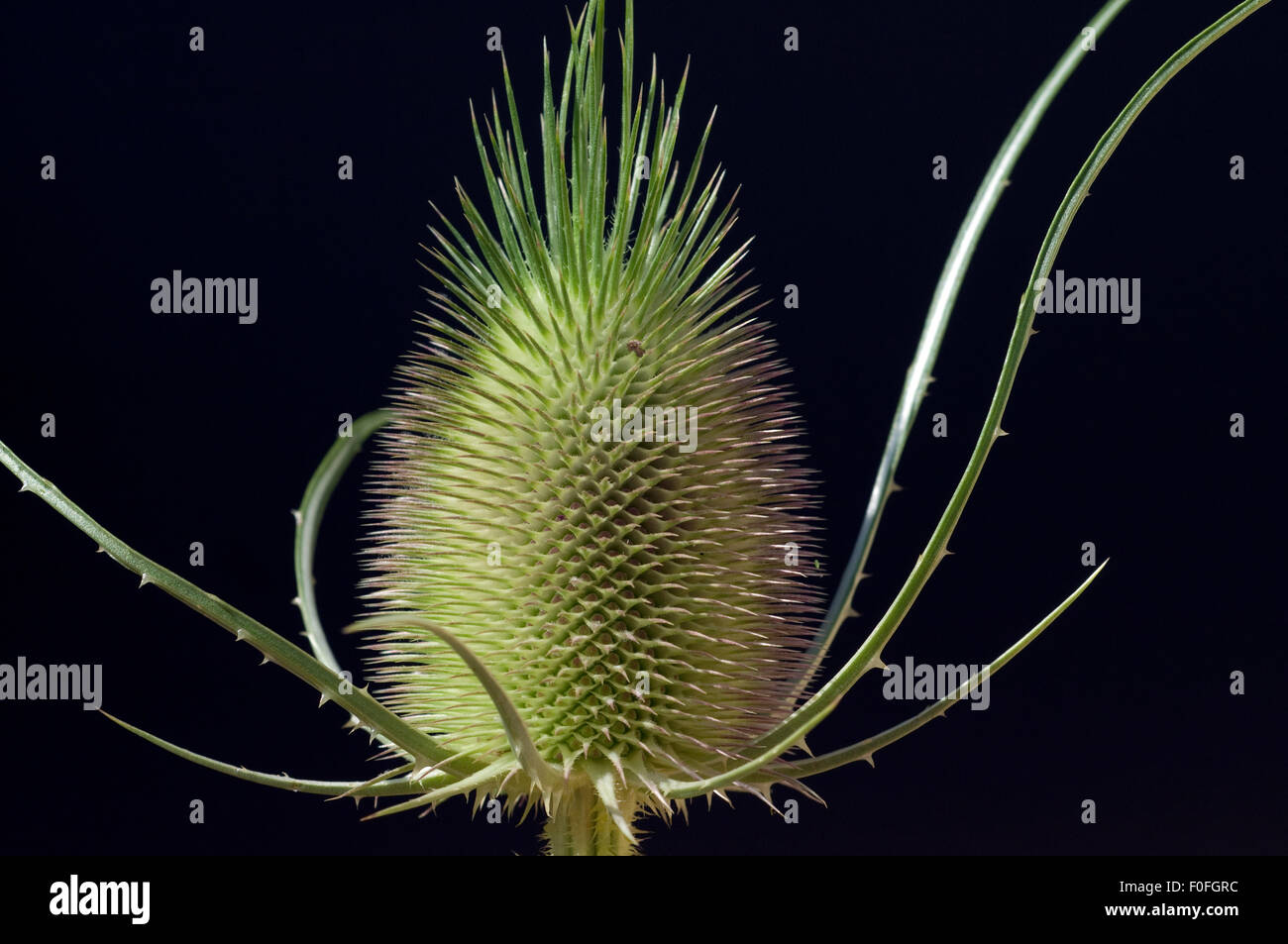 Weber Karde High Resolution Stock Photography and Images - Alamy