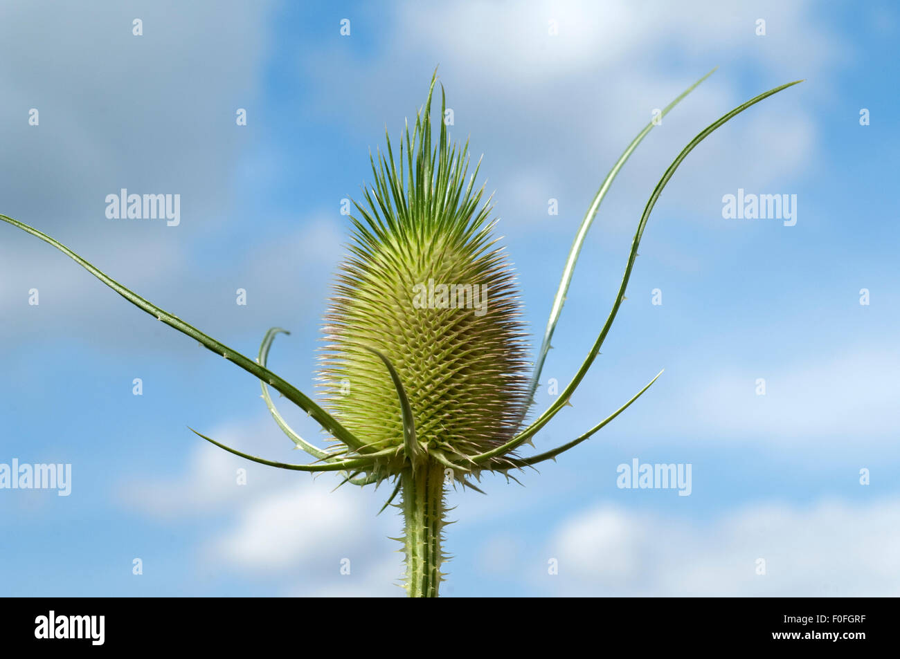 Weber karde hi-res stock photography and images - Alamy